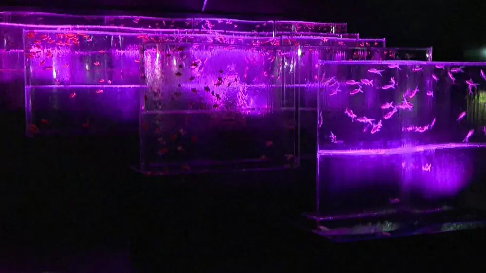 幻想的な金魚美術館や占い水族館など、夏に訪れたい「アクアリウム」3選|tbsテレビ