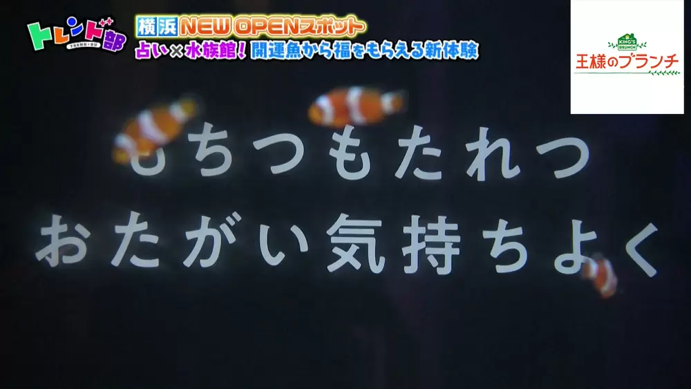 幻想的な金魚美術館や占い水族館など、夏に訪れたい「アクアリウム」3選｜tbsテレビ