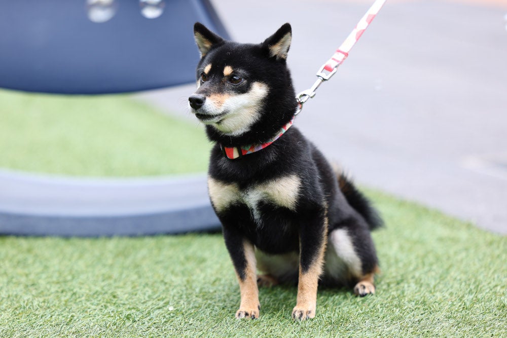 火曜ドラマ『初恋DOGs』将軍とサクラの“恋模様”はこうして生まれた！ドッグトレーナーが明かす撮影裏話｜TBSテレビ