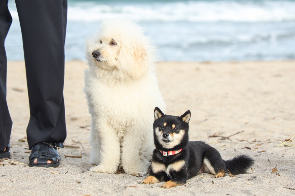 火曜ドラマ『初恋DOGs』将軍とサクラの“恋模様”はこうして生まれた！ドッグトレーナーが明かす撮影裏話｜TBSテレビ